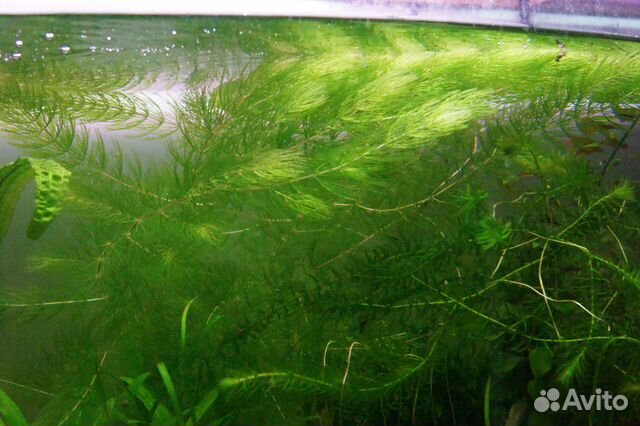 Роголистник,креветки, ампулярии,анубиас