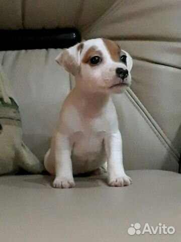 Красотунья