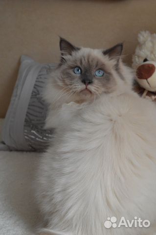 Роскошный Том