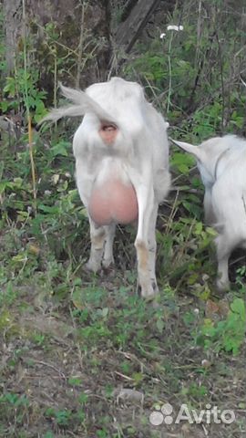 Продаются молочные козы