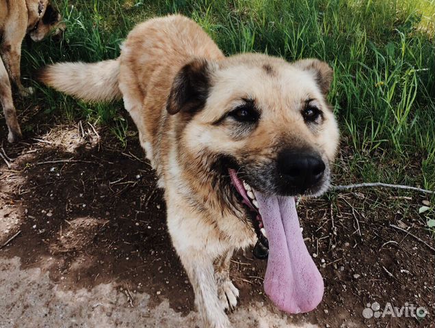 Рыжуля ищет дом