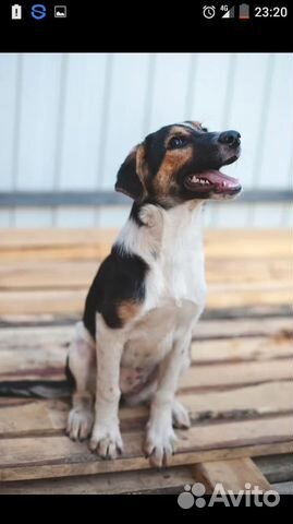 Щенок Гончей