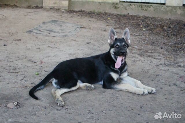 Красавица вео