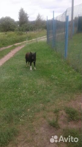 Отдадим в хорошие руки