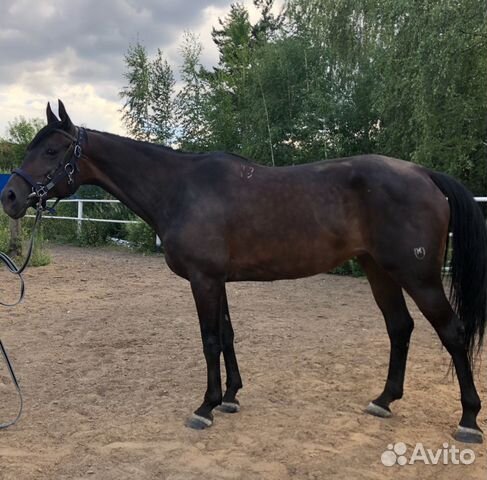 Продаем кобылу тракененской породы