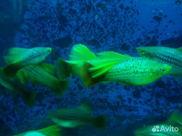 Пецилия флаговая Variatus