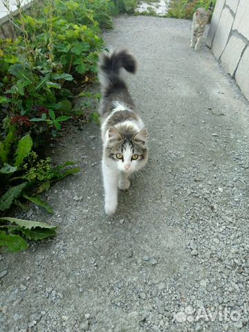 Котенок в добрые руки