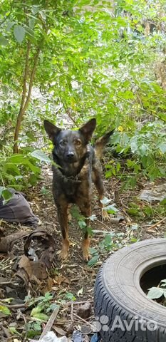 Молодой кобель-охранник