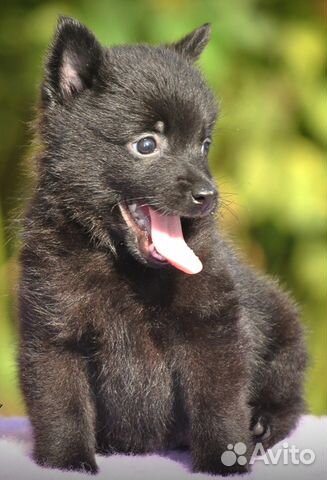 Щенок схипперке-миниатюрной бельгийской овчарки