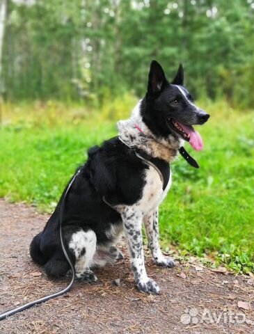 Добрейший и умнейший пёс Хасик очень ищет семью