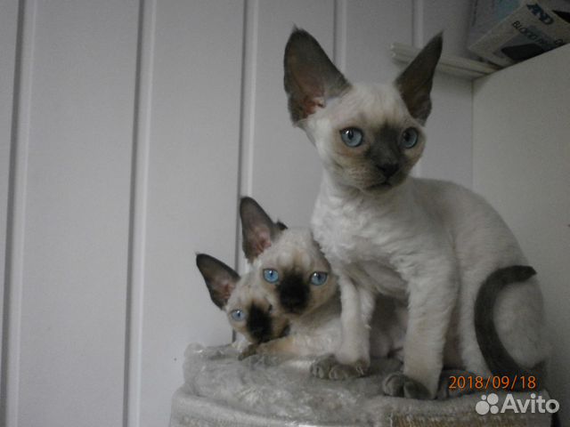 Продаю котят девон-рекс