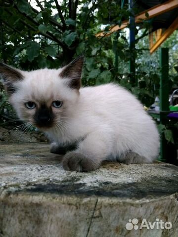 Сиамские котята