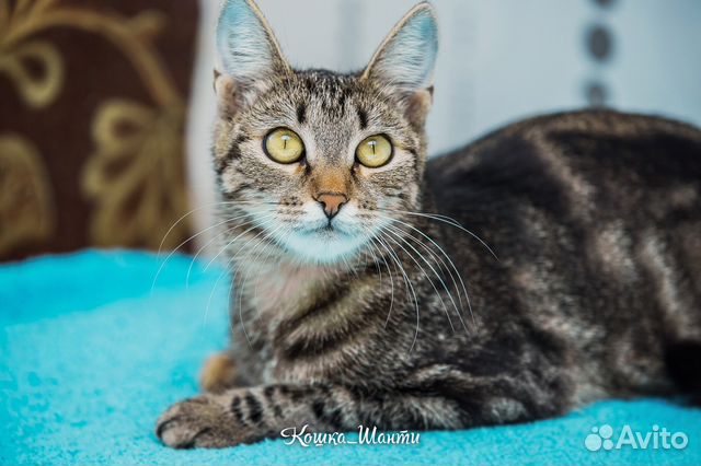 Кошка Шанти