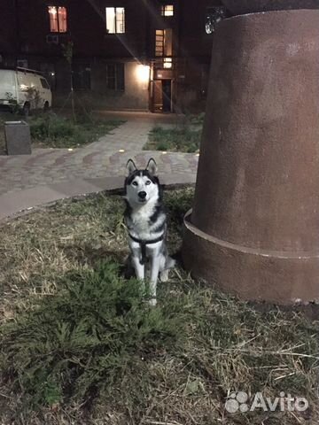 Хаски вязка