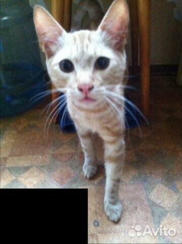 Ищет дом ласковый котенок мальчик Персик
