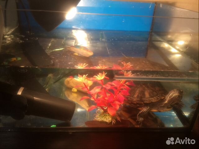 Черепаха с приданным бесплатно