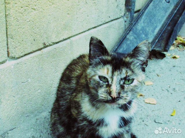 Просто красивая молоденькая кошечка ищет семью