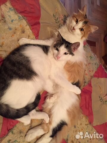 Котенок Зайка ищет дом
