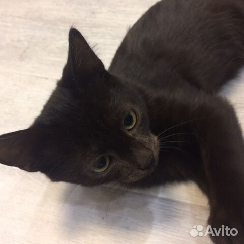 Котёнок Гарри