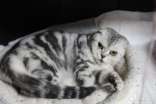 Шотли - скоттиш-фолд в дар