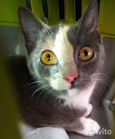 Кошка британская метиска