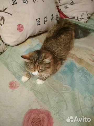 Вязка с кошкой