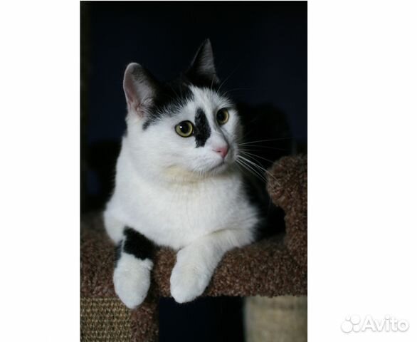 Патрик, добрейший котик в дар. 1,5 г
