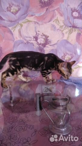 Мраморная девочка в разведение