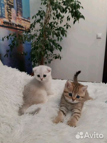 Шотландские мальчуганы