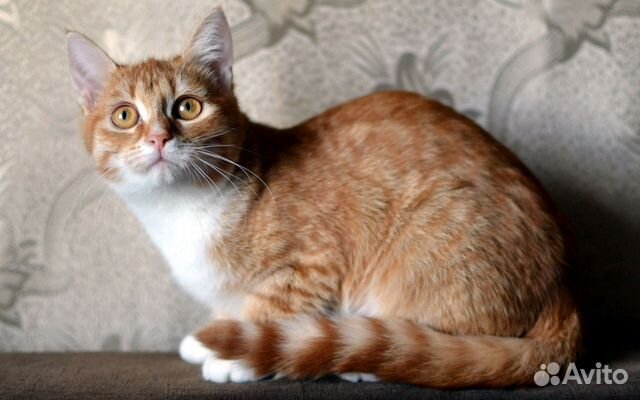 Котенок - Солнышко, милая девочка