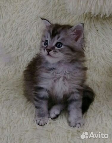 Пушистые очаровашки