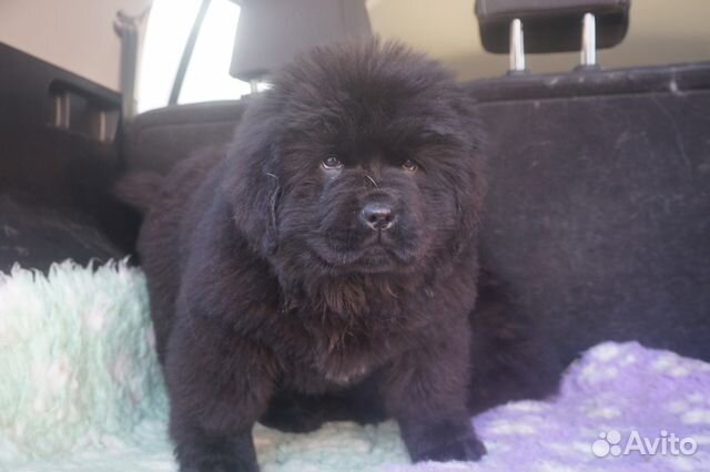 Щенки ньюфаудленда