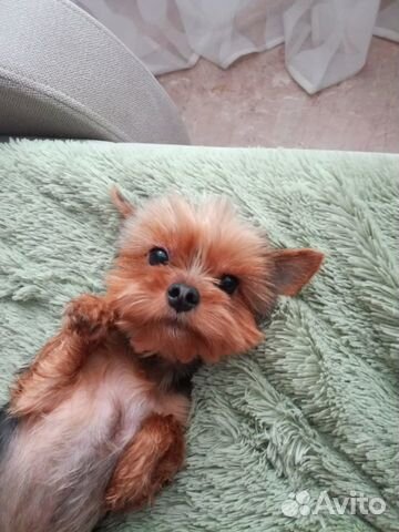 Молодой йорк ищет дом