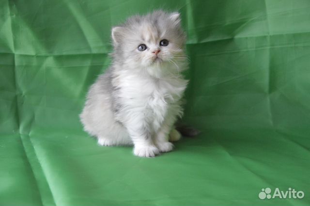 Просто картинка