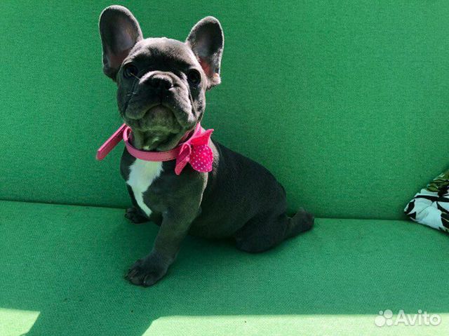 Девочки голубого окраса