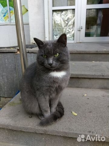 Серый котик в добрые ручки