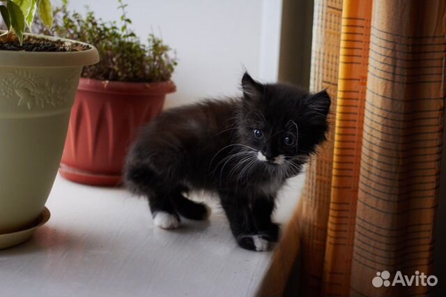 Котенок: серо-белая кошечка. 2 мес. Калуга