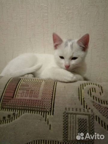 Турецкая ангора