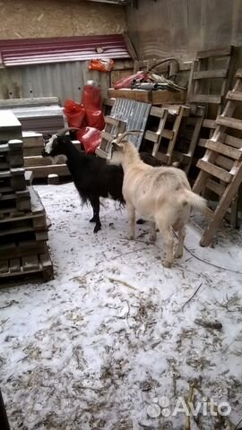 Альпийские козы