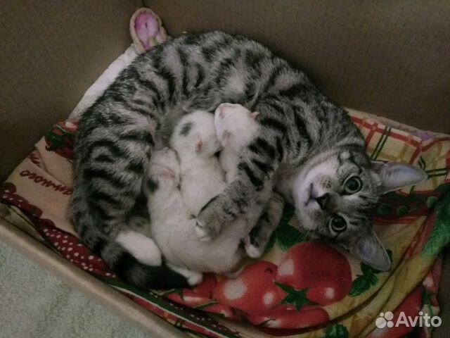 Котата в добрые руки