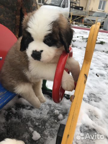 Продам щенков сенбернара