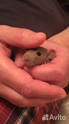 Крысята Дамбо (2 месяца) +переноска