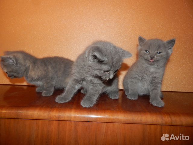 Очаровательные Полубританцы