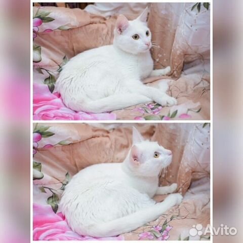 Кот Олег