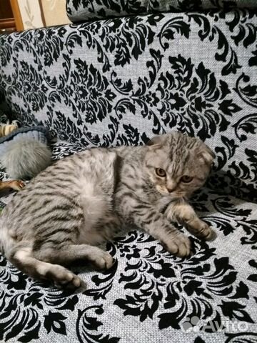 Кот вислоухий британец,рожден 5 мая 2018 г