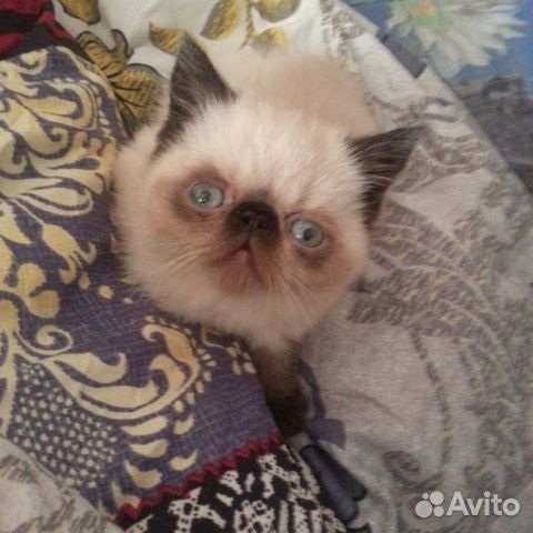 Чистокровные экзоты