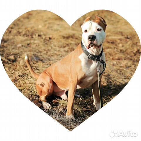 Отдам в ответственные руки