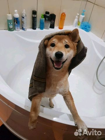 Ищем девочку для вязки Шиба Ину