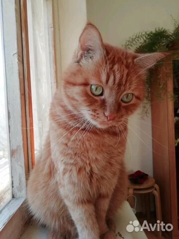 Зеленоглазый рыжий кот