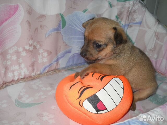 Девочка тоичка - мини